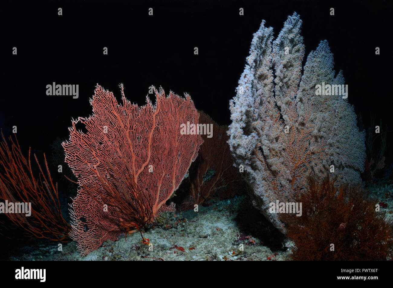 Isolated fans of gorgonian corals (Gorgonian and Blueberry Sea Fans ...