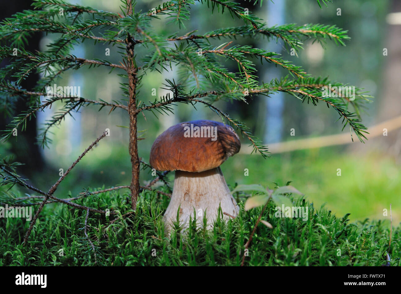 Tiny fir tree hi-res stock photography and images - Alamy