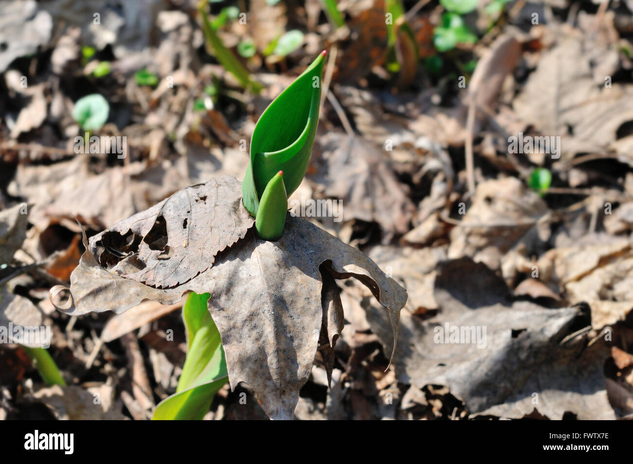 Maple leaf tulip hi-res stock photography and images - Alamy