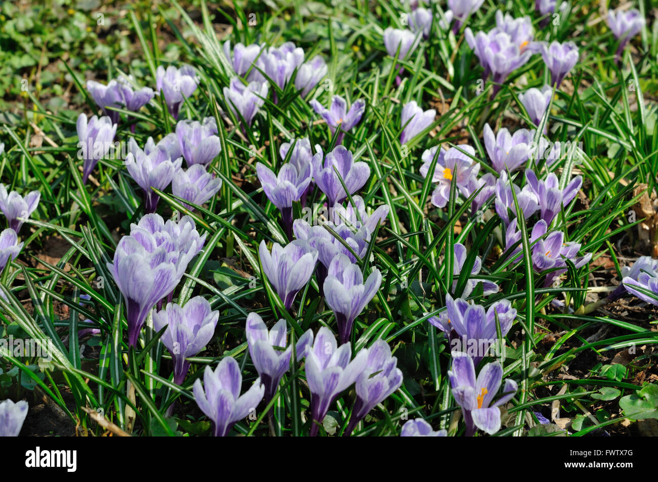 Saffron Crocus Flowers In Field High Resolution Stock Photography and ...