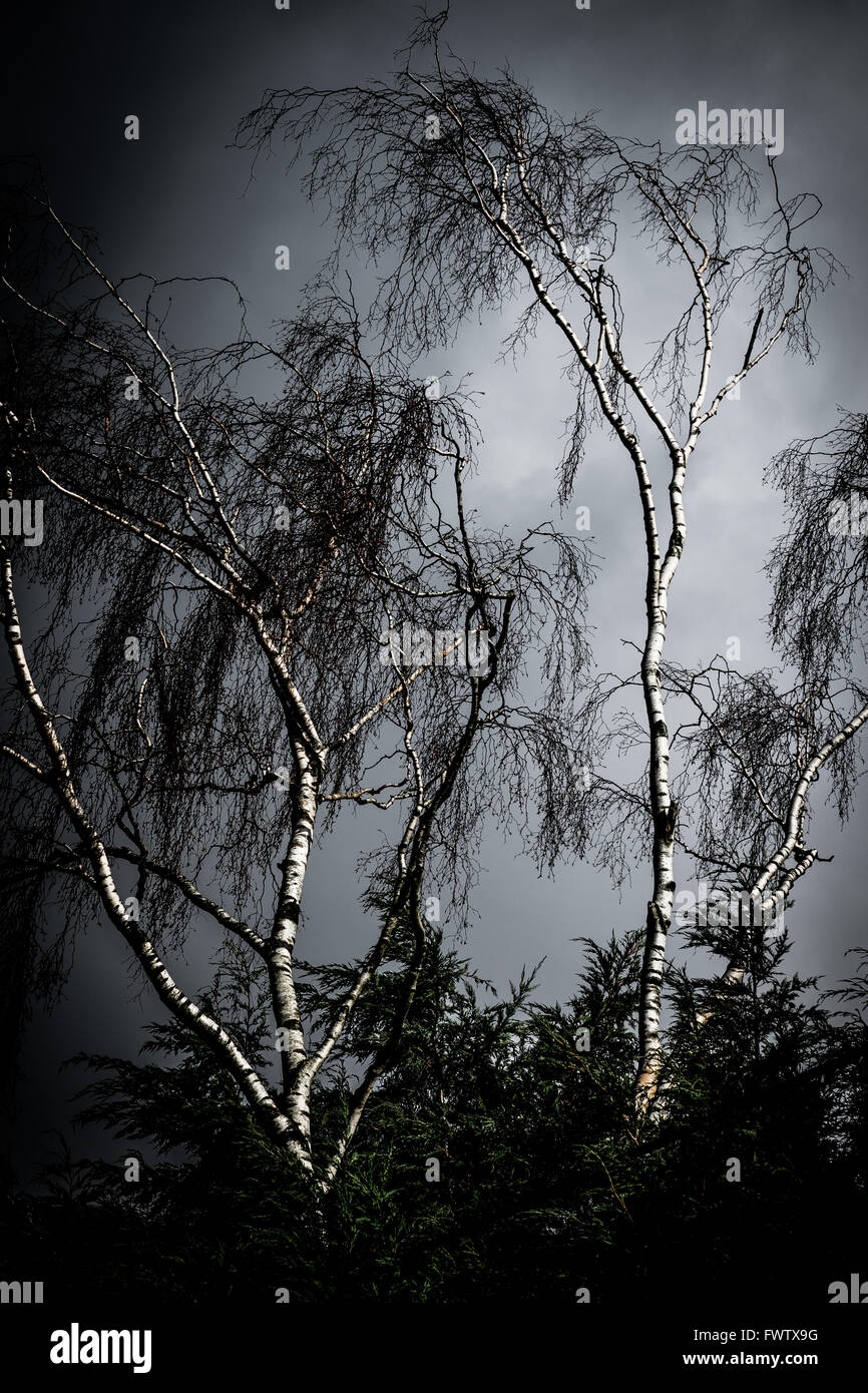 Windy branches hi-res stock photography and images - Alamy