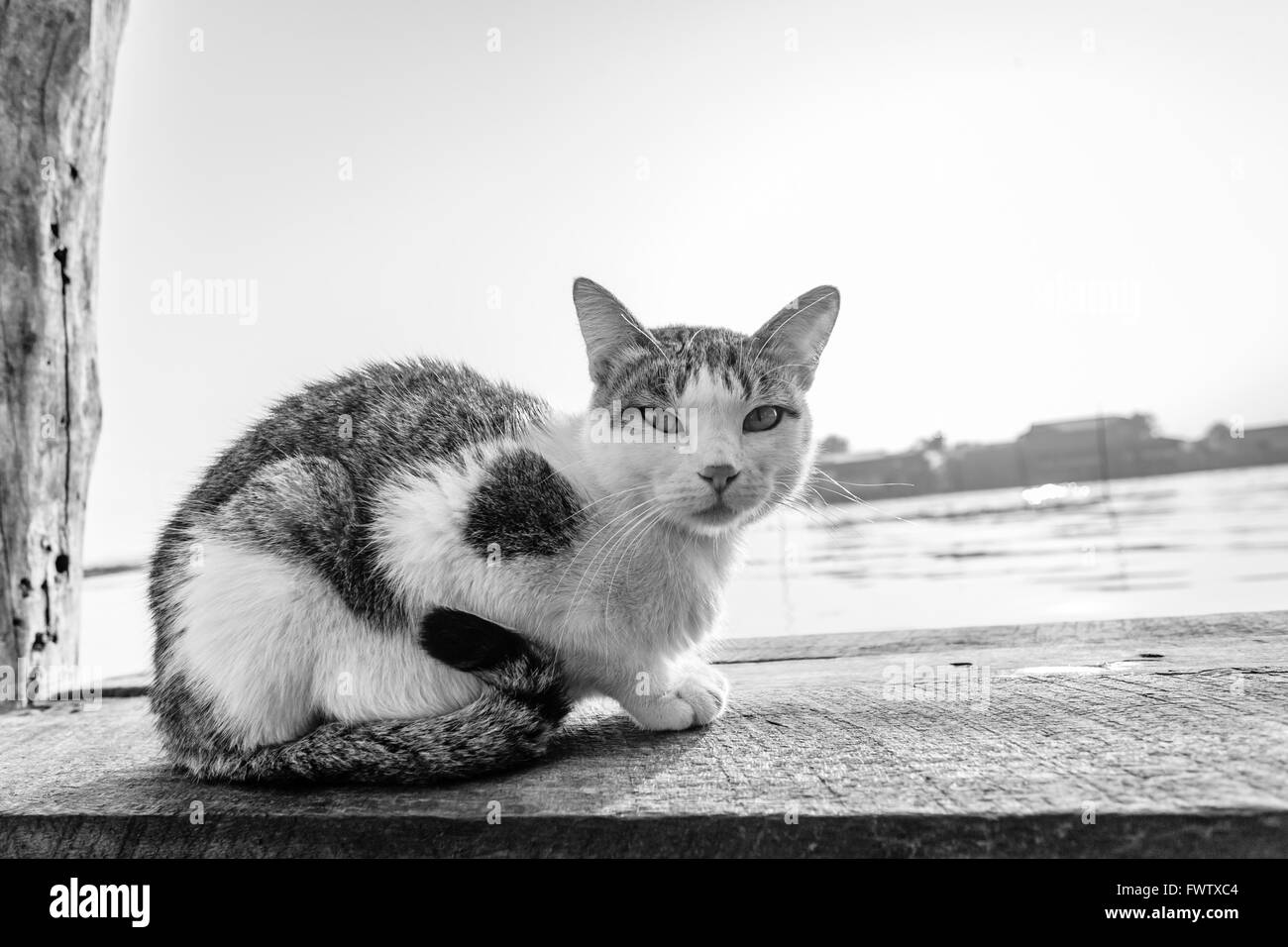 Cat on bridge Stock Photo - Alamy