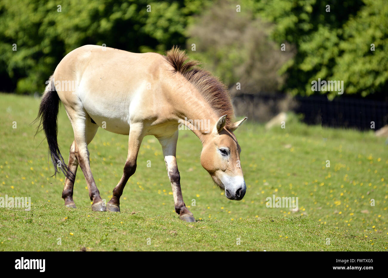Endangered subspecies Przewalski horse (Equus ferus) walking on grass ...