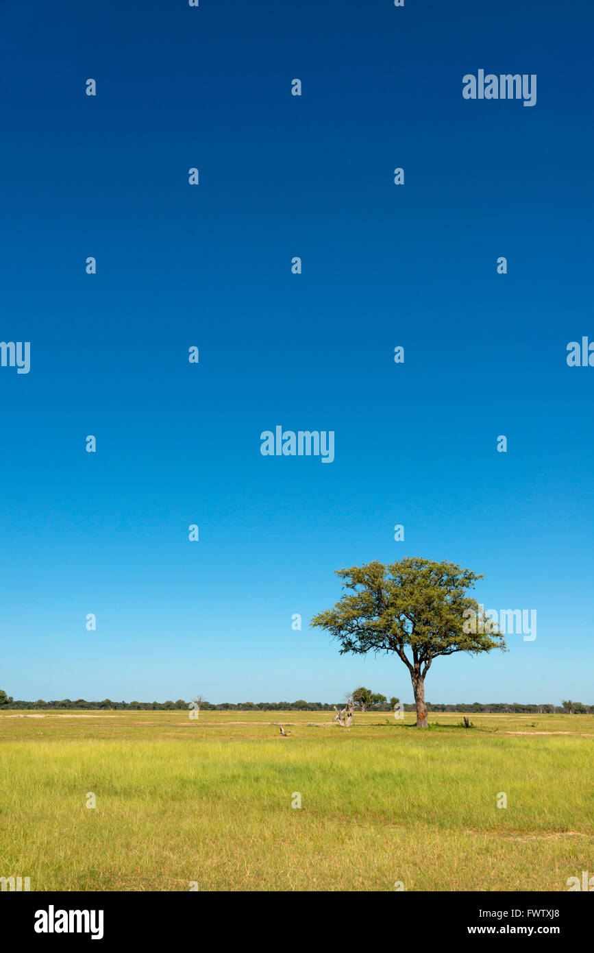 Bulaw hi-res stock photography and images - Alamy