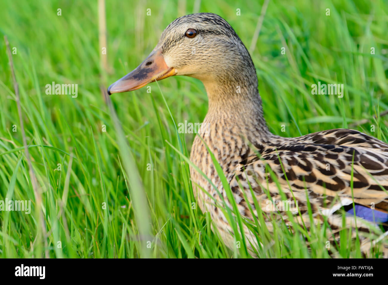 Grazing Mallard Female looking toward left. Sharp eys, detailed ...