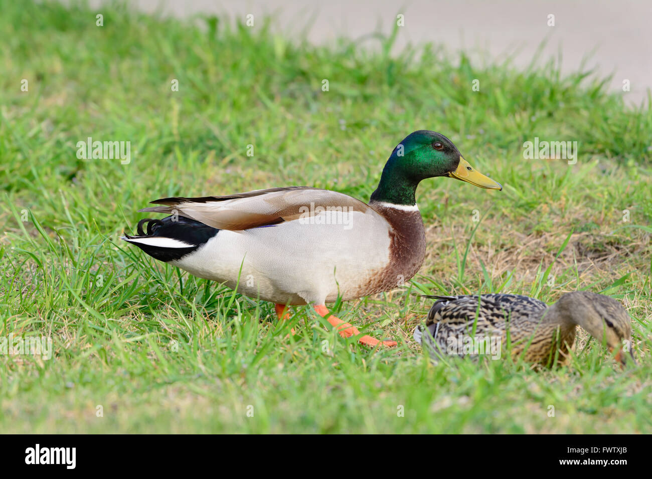 Seeming to be marching while guarding his mate, the male paces behind ...