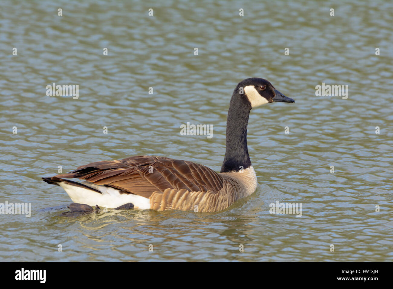 Single Canadian Goose Swimming in pond with neck fully extended, bright ...