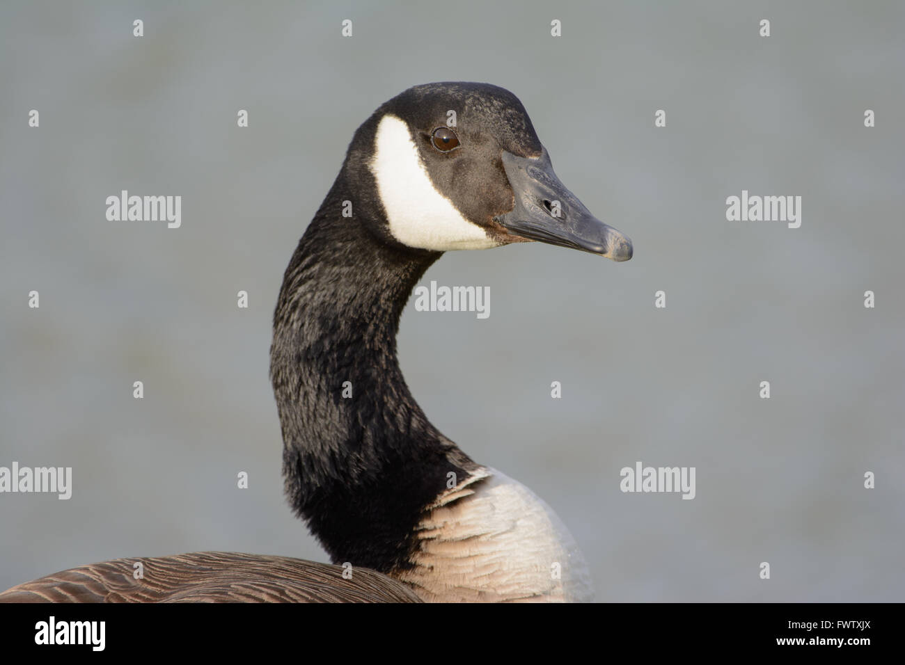 Canadian Goose Portrait with vivid eyes side profile shoulders up gray ...