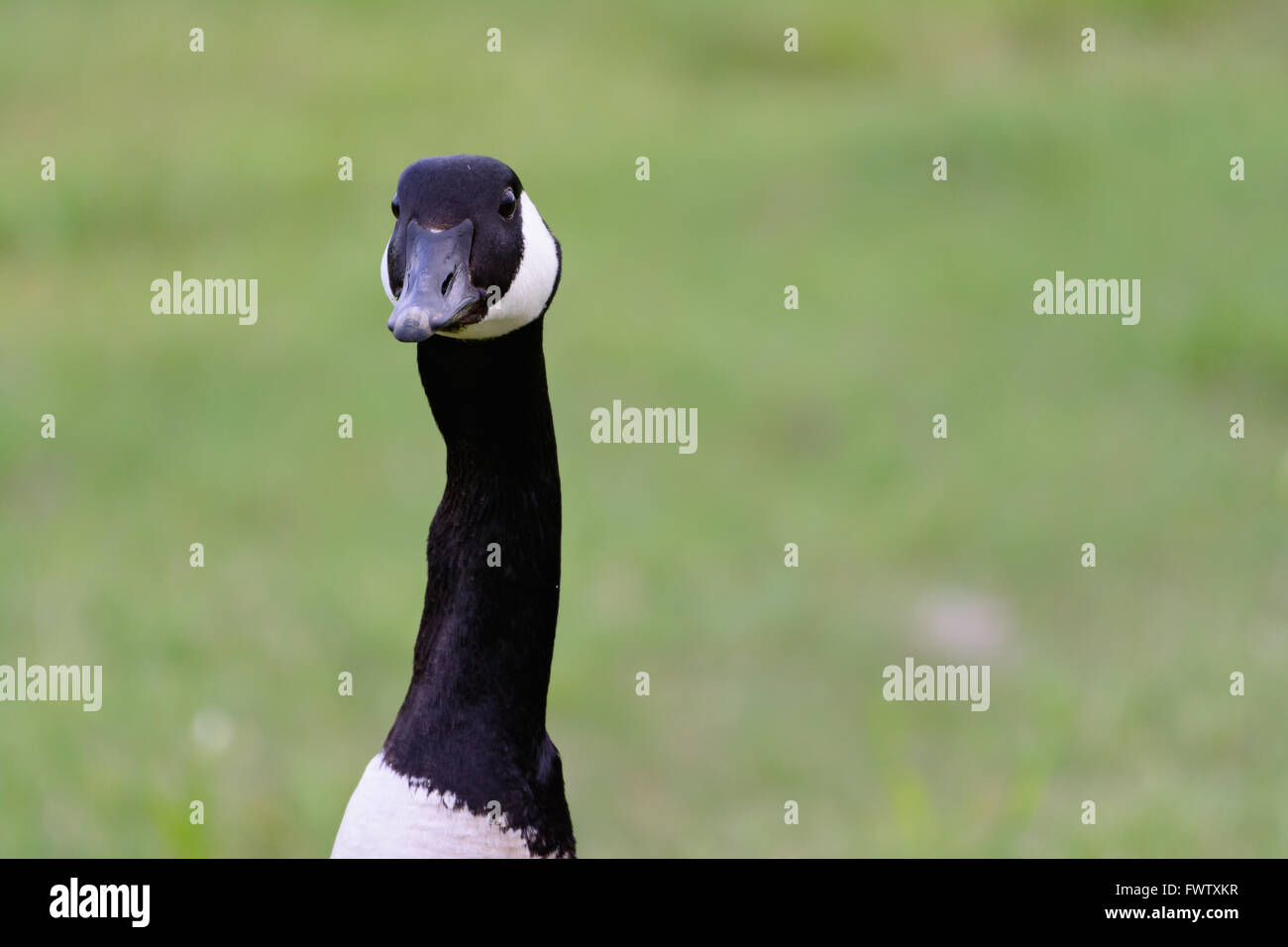Goose neck hi-res stock photography and images - Alamy