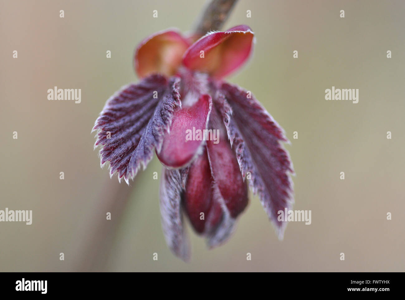 Edible leaves and buds hi-res stock photography and images - Alamy