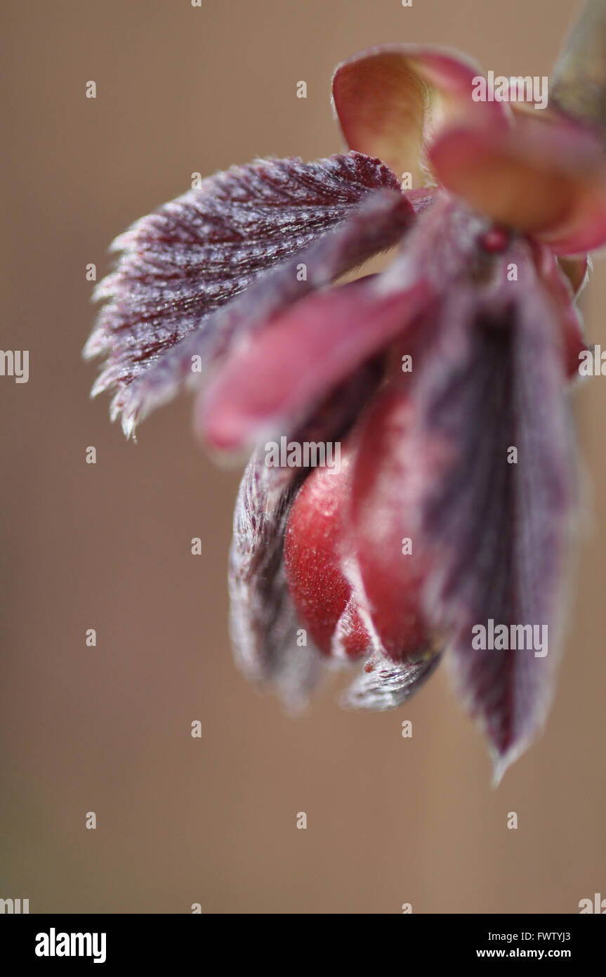 hazelnut bud and leaves Stock Photo - Alamy