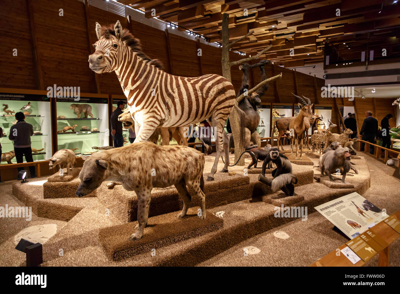 Zebra skin in museum hi-res stock photography and images - Alamy