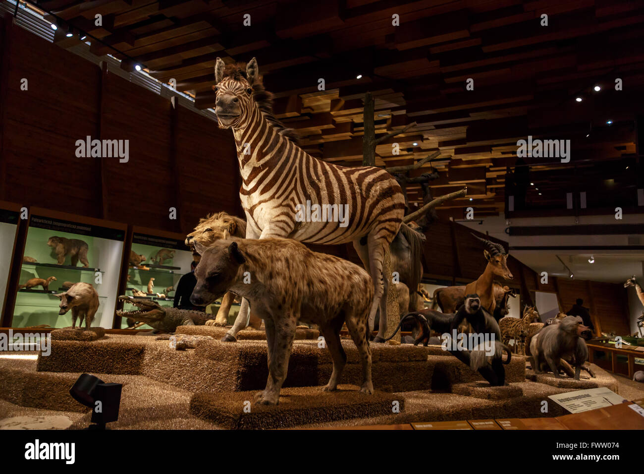 Zebra skin in museum hi-res stock photography and images - Alamy