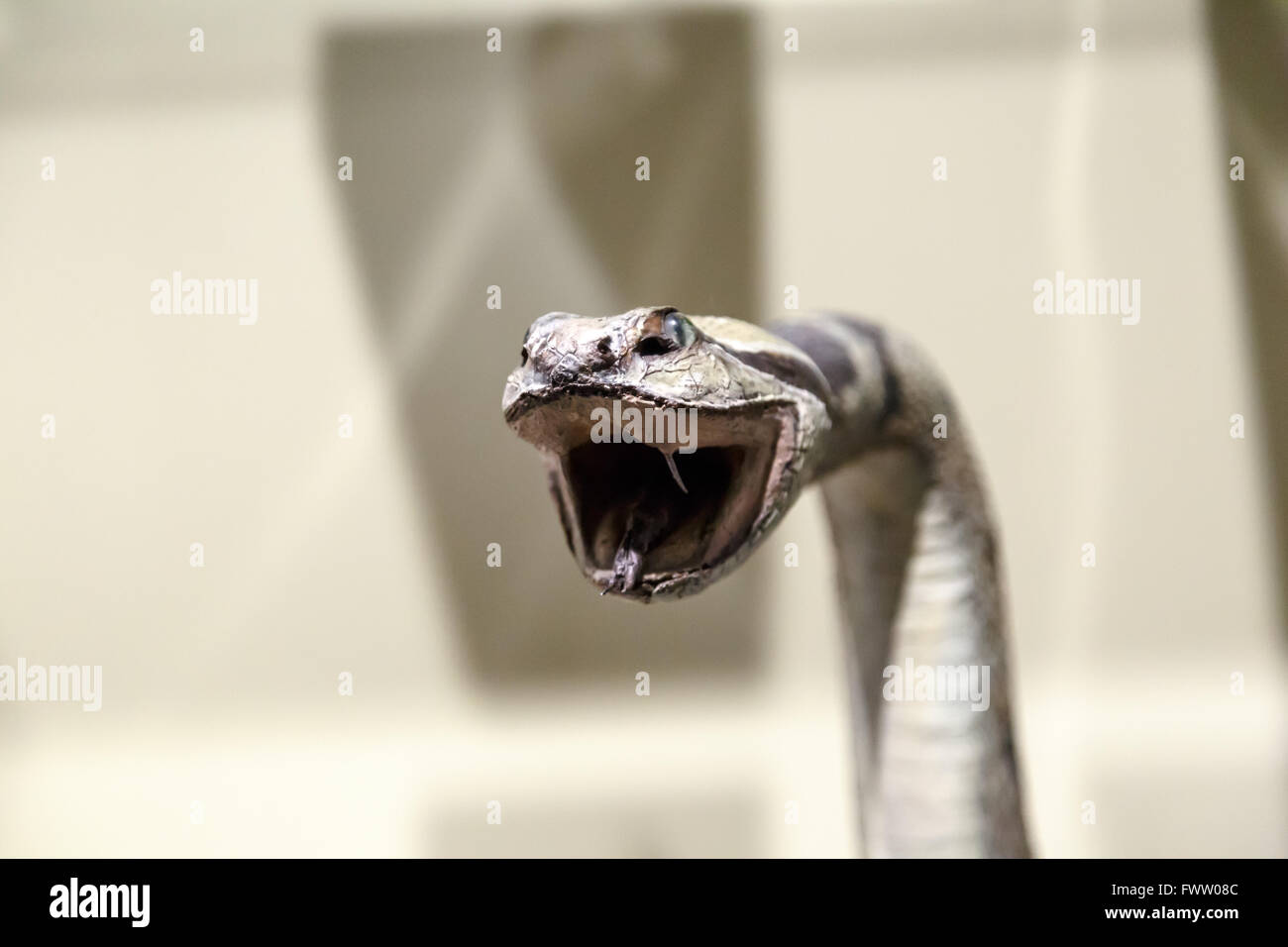 Animal dead skin snake hi-res stock photography and images - Alamy
