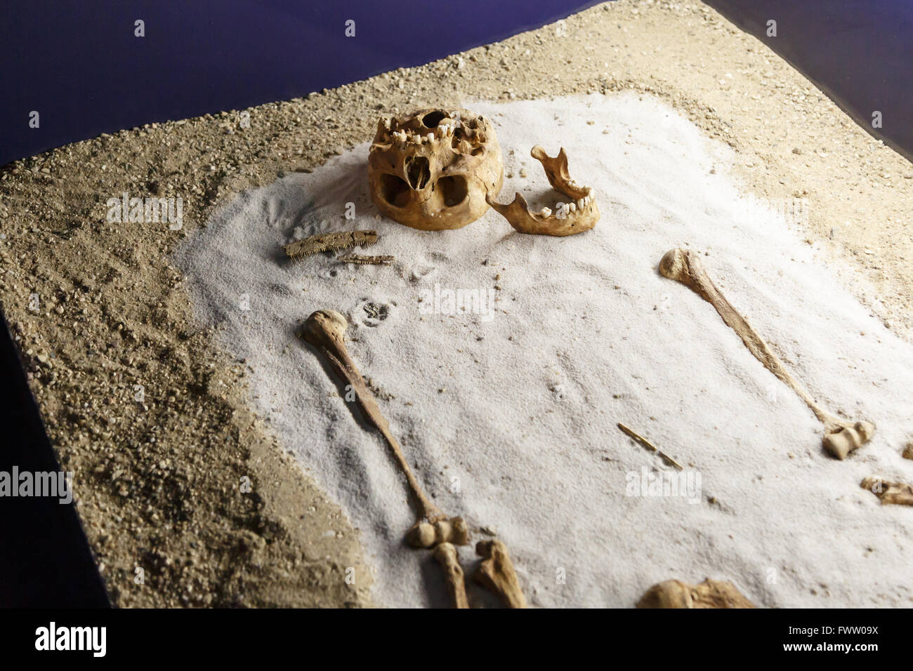 Close up detailed view of human body skeleton bones exhibited in Prague ...