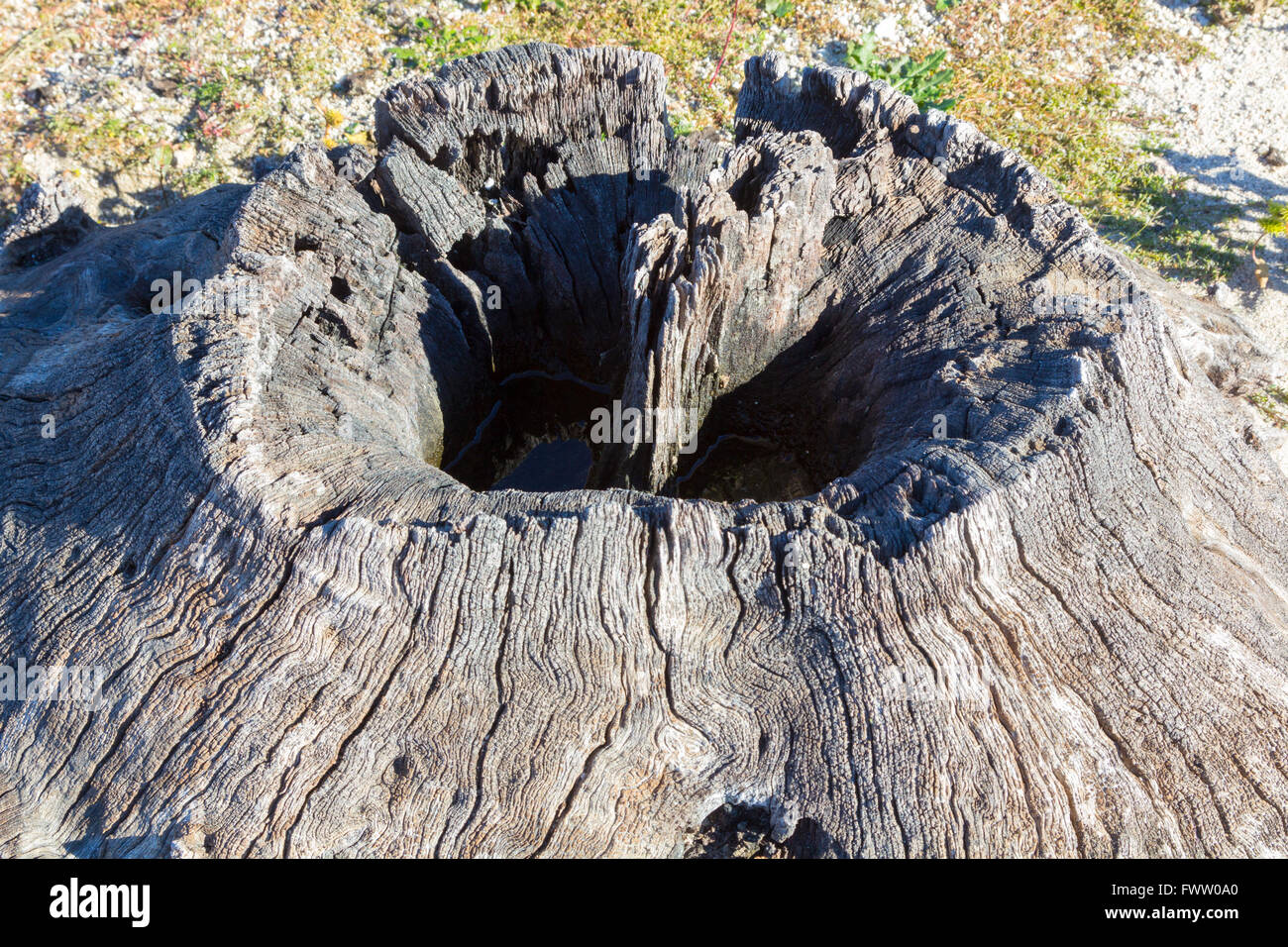 Cracks tree log stump hi-res stock photography and images - Alamy