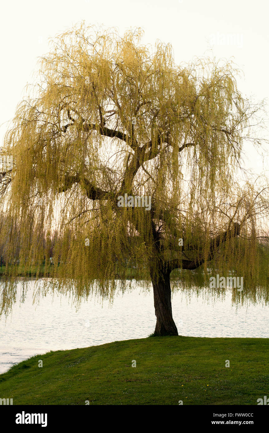 Babylon willow, Salix babylonica, vertical portrait in full leaf during ...