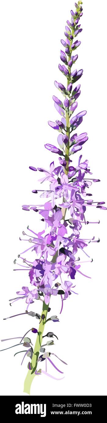 Beautiful wild flower purple Stock Vector Images - Alamy