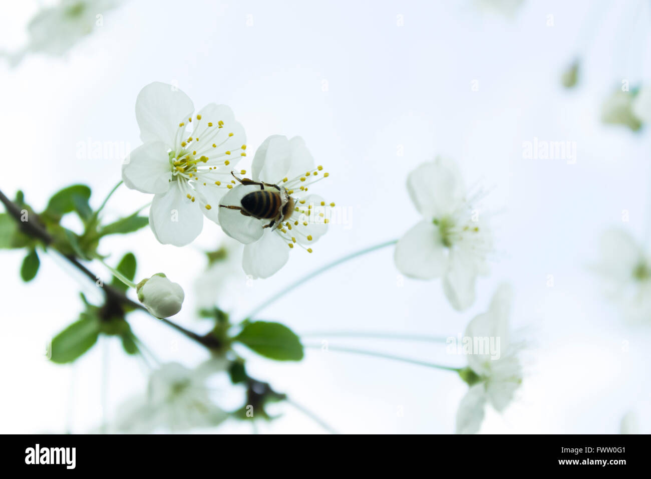 Sour Cherry Bee Stock Photo - Alamy