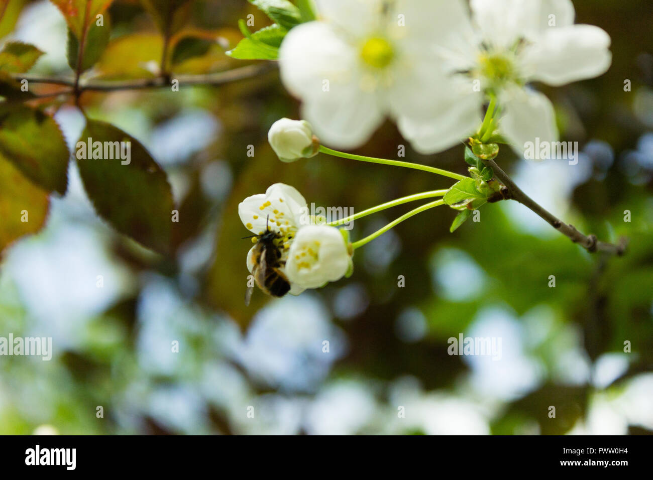 Sour Cherry Bee Stock Photo - Alamy