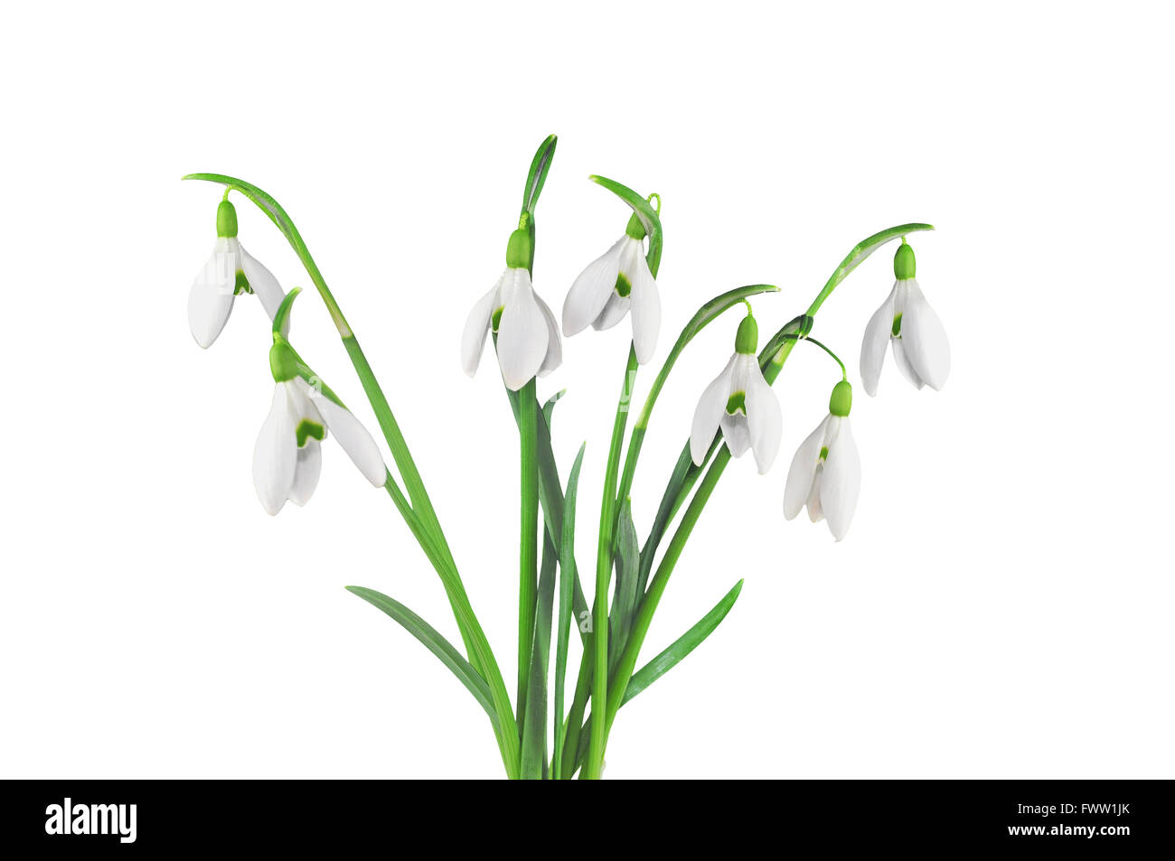 Isolated snowdrops on white hi-res stock photography and images - Alamy