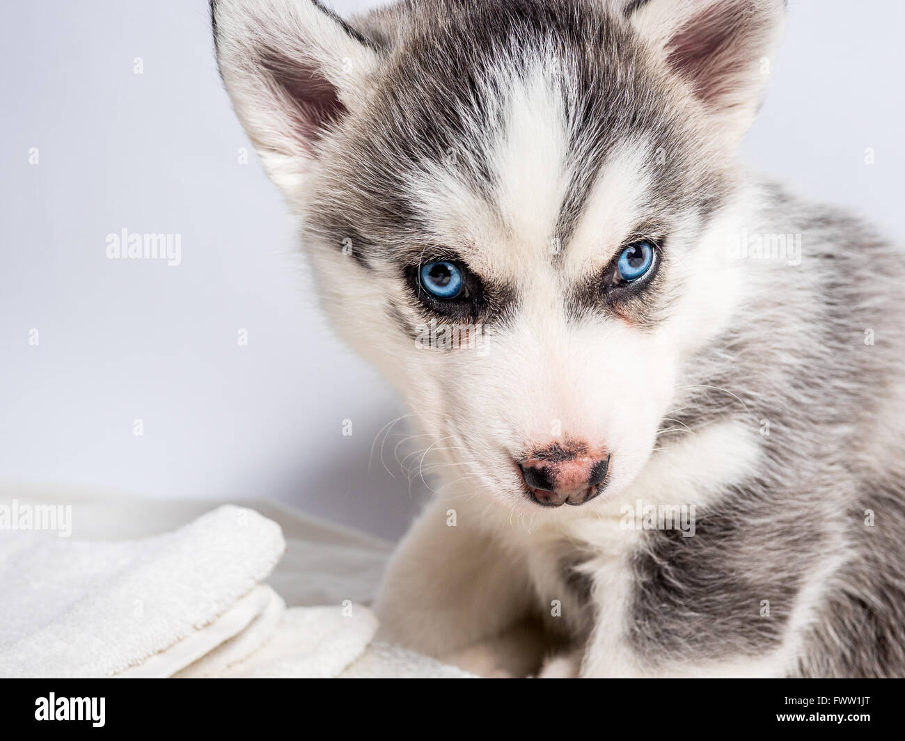 The Cutest Husky Puppy In The World