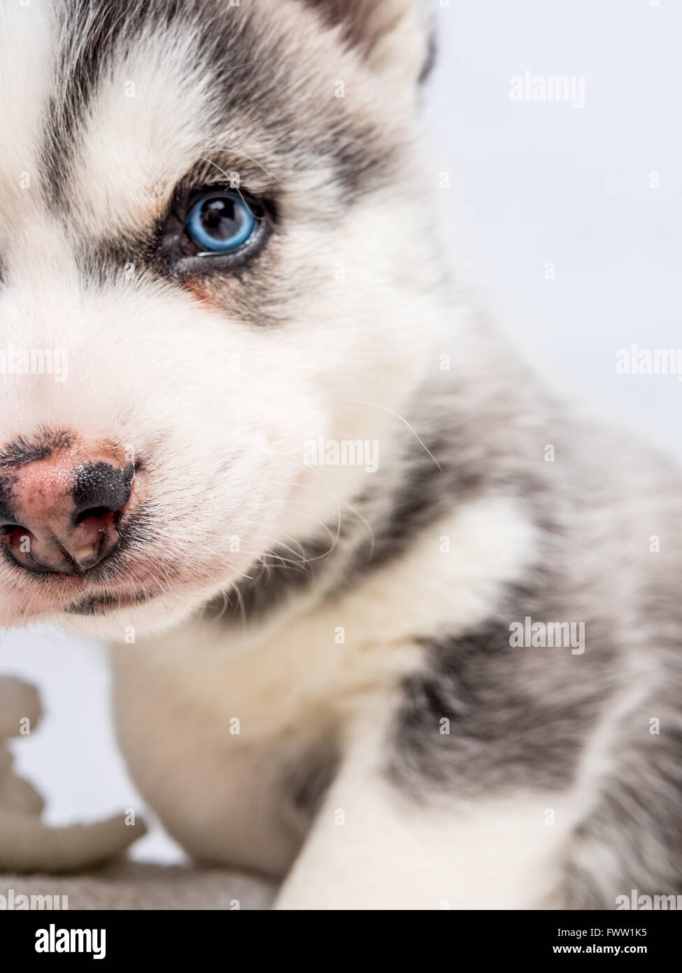 Cute Siberian husky puppy with blue eyes Stock Photo - Alamy