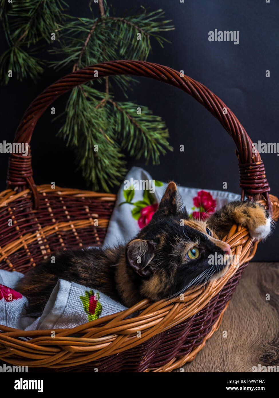 Tri color tortoiseshell cat hi-res stock photography and images - Alamy