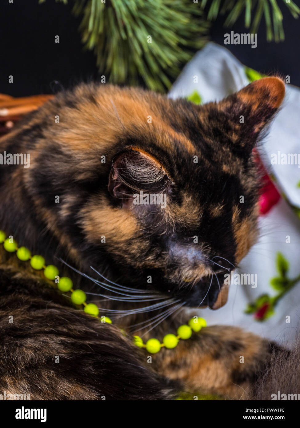 Tri color tortoiseshell cat hi-res stock photography and images - Alamy