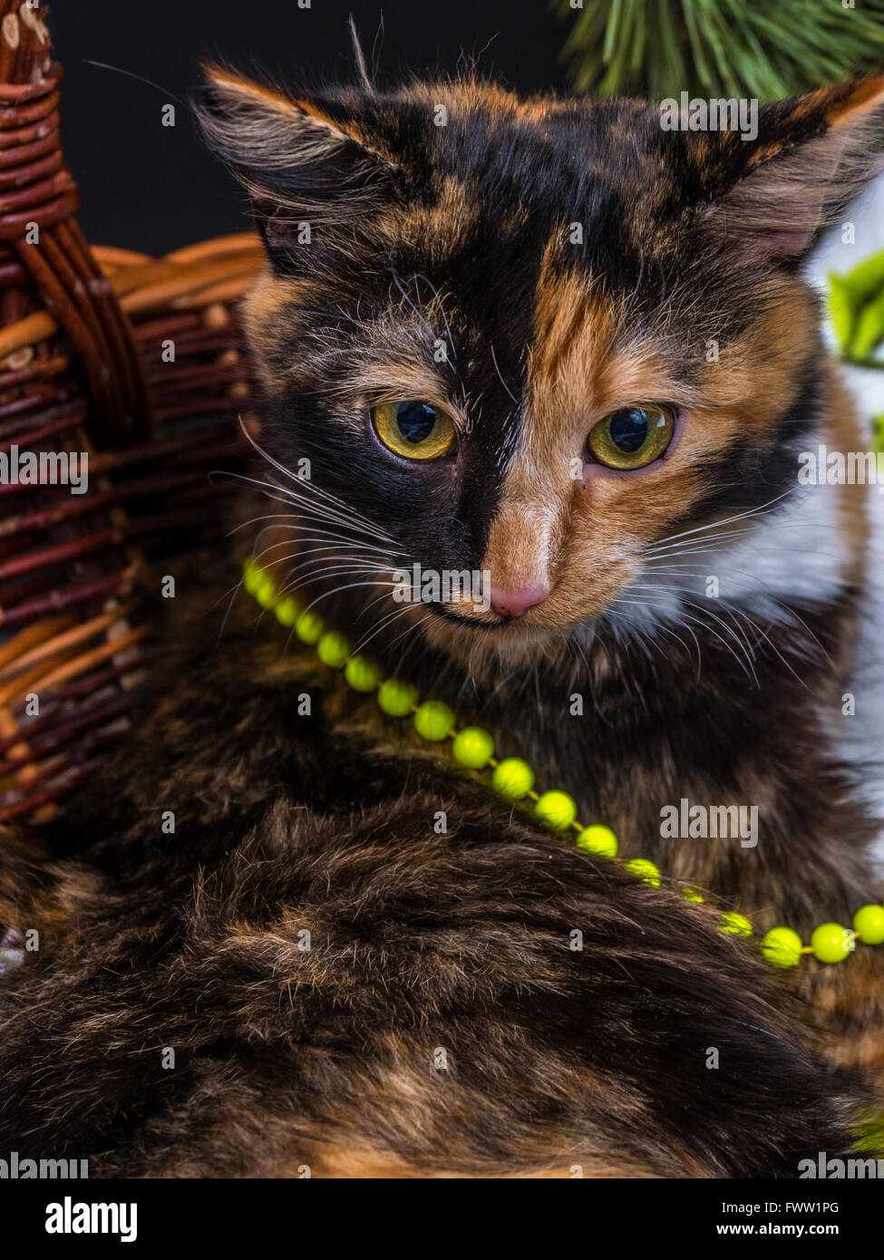 Tri color pattern hi-res stock photography and images - Alamy