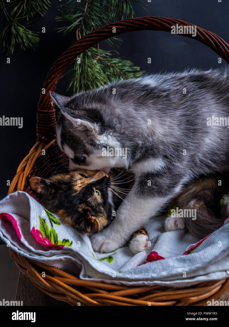 Cute siberian husky puppy cuddling cute kitten in the basket Stock ...