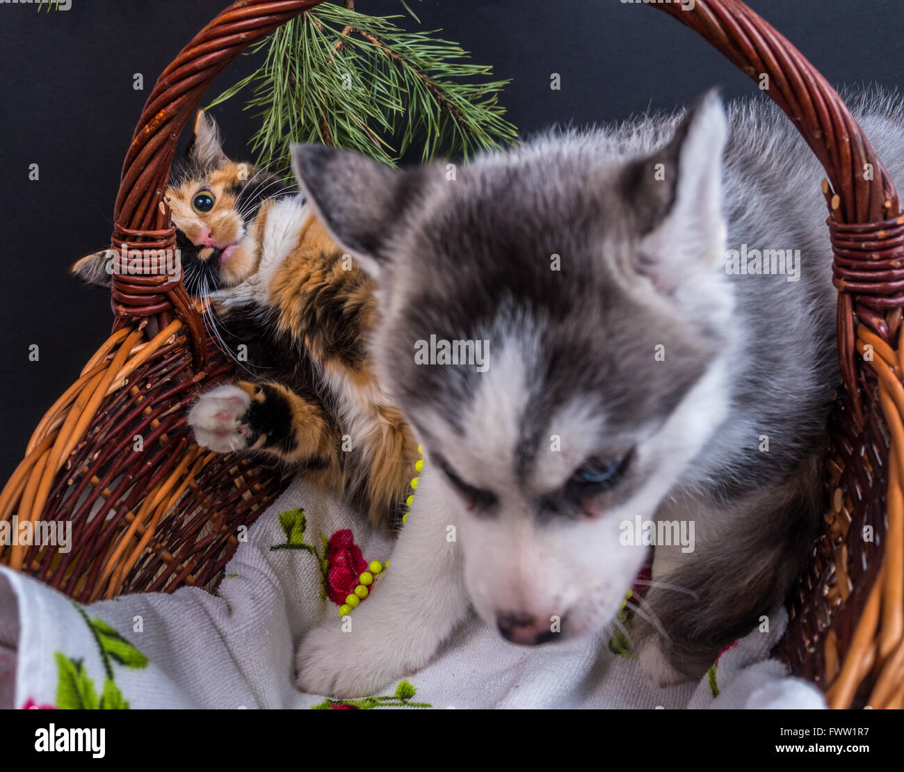 Are Huskies Good Cuddlers