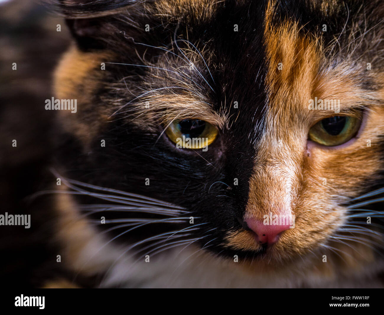 small tri-color cat in the basket posing Stock Photo - Alamy