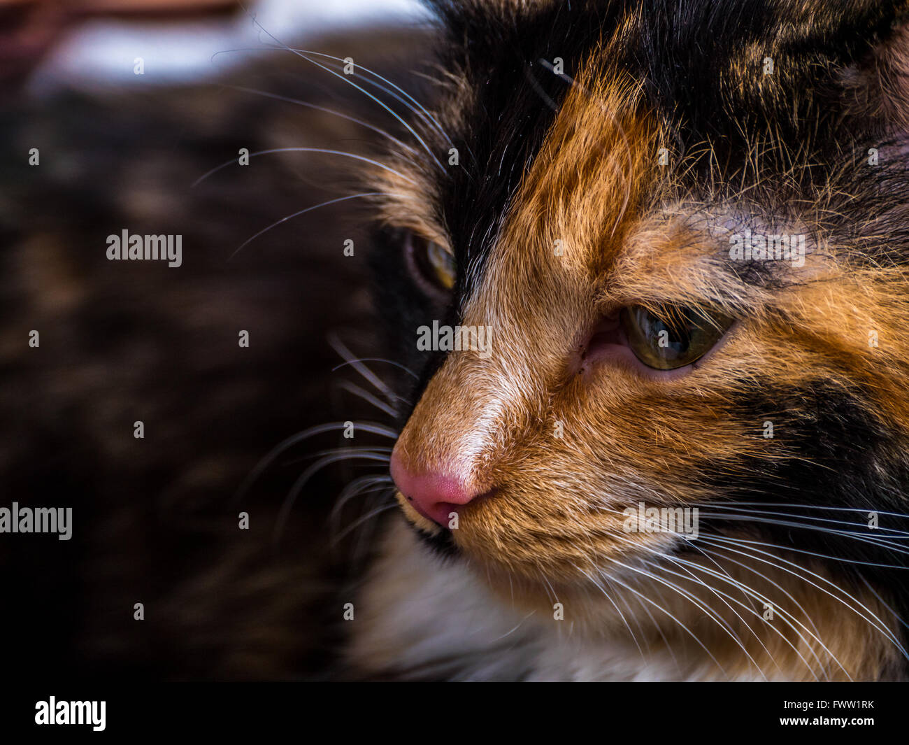 small tri-color cat in the basket posing Stock Photo - Alamy