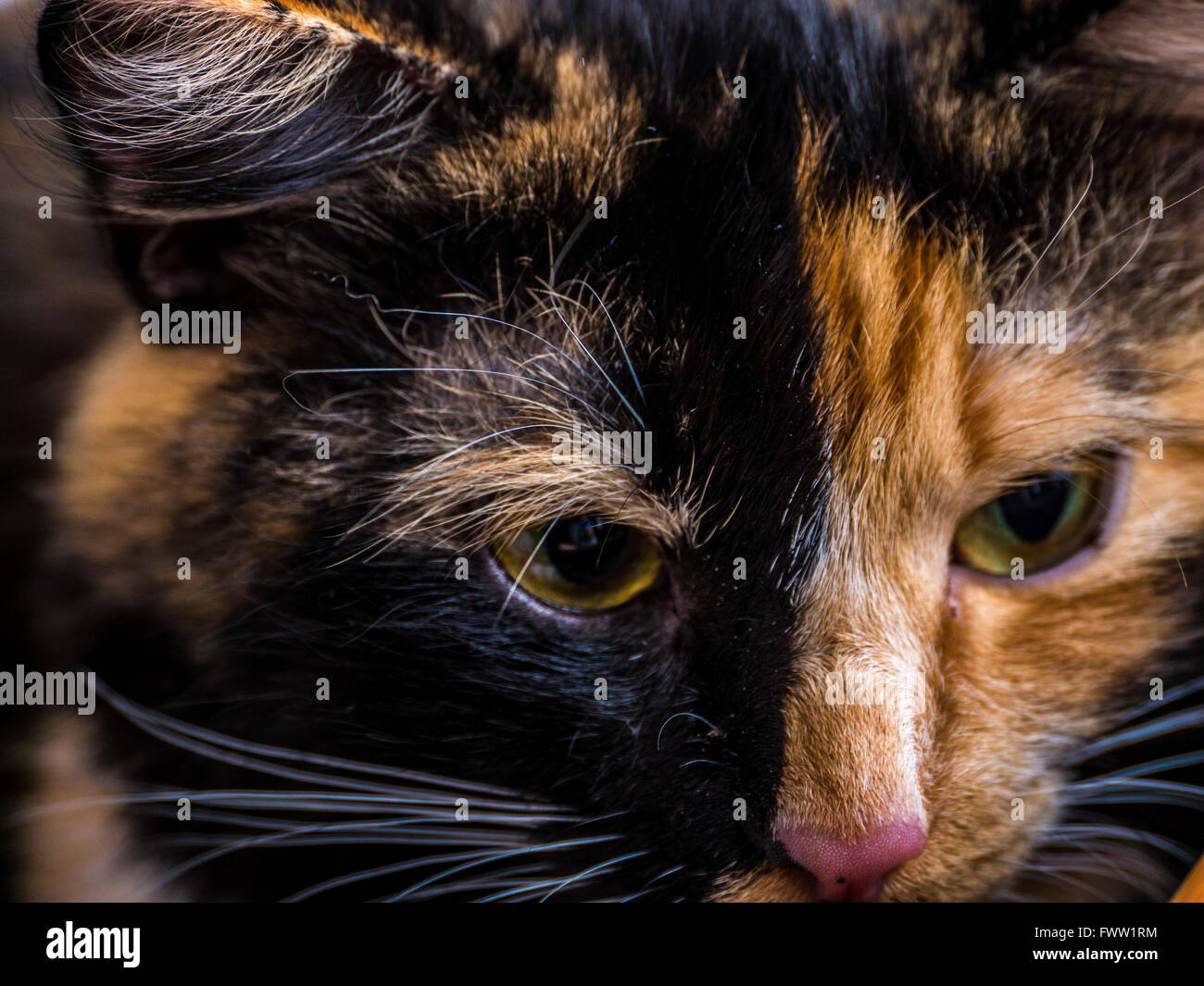 small tri-color cat in the basket posing Stock Photo - Alamy