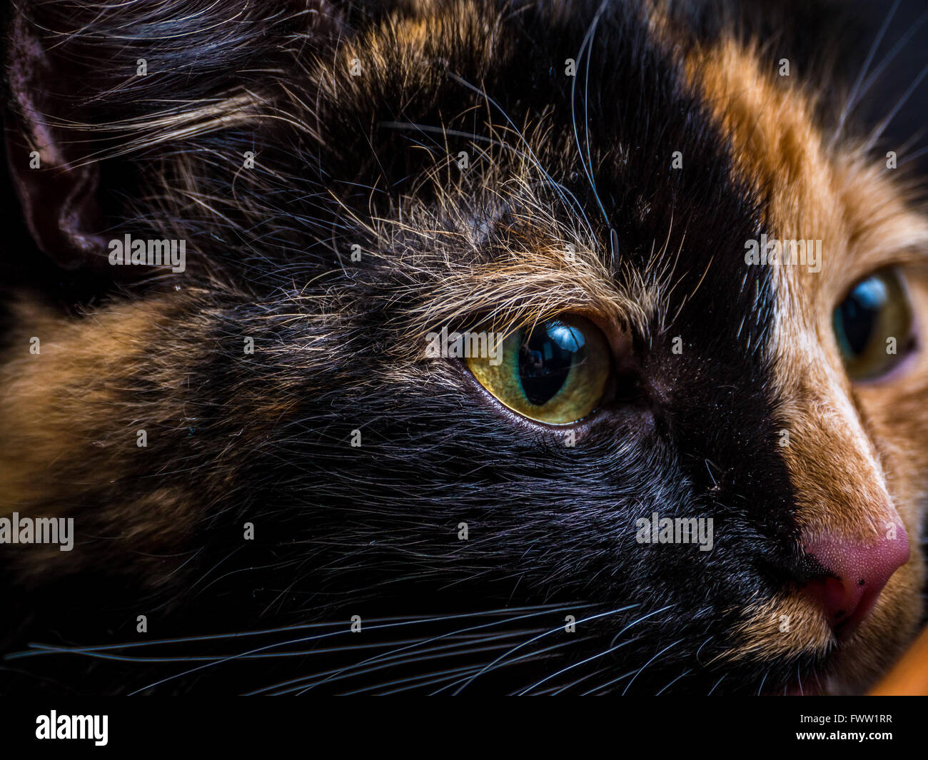 small tri-color cat in the basket posing Stock Photo - Alamy