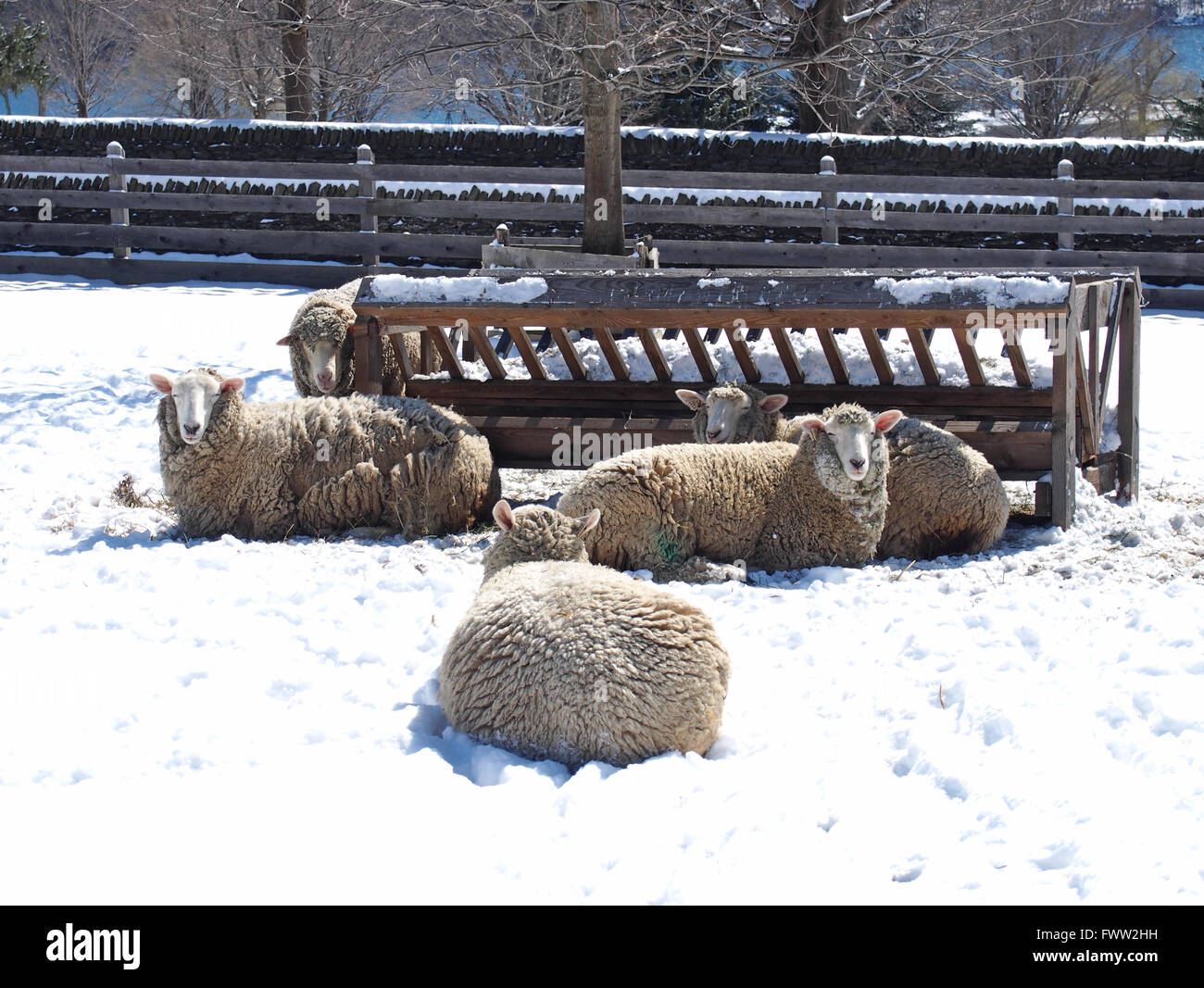 sheep resting in winter Stock Photo - Alamy