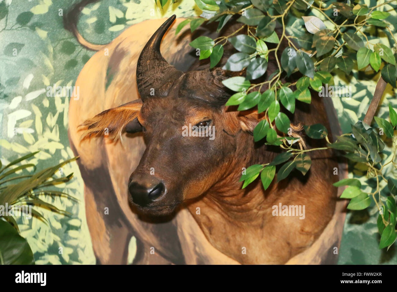 Close up cape buffalo trophy against white background Stock Photo - Alamy