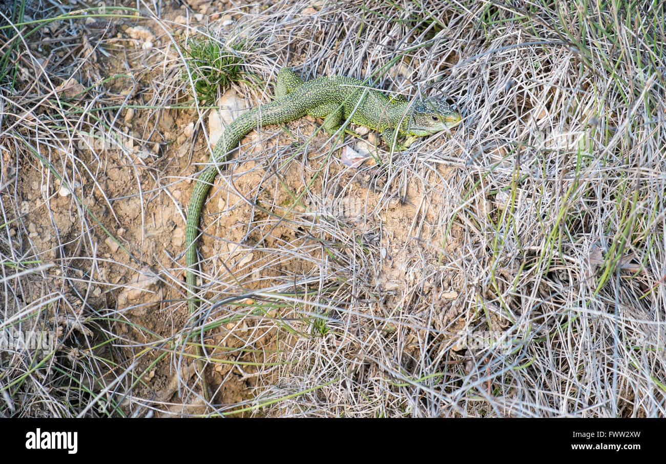 Western Green Lizard, European Green Lizard (Lacerta bilineata, Lacerta ...