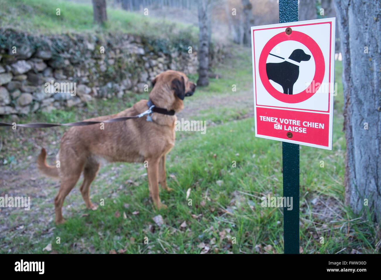 Dog,on,with,lead,safety,sign,rule,rules,along,footpath, near,river,,in ...