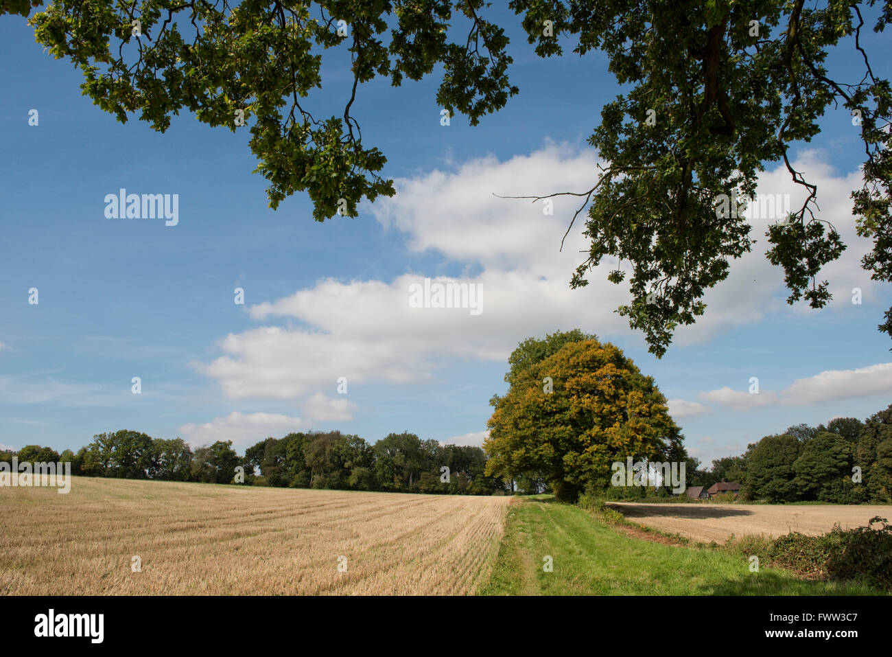 Stubble and grass hi-res stock photography and images - Alamy