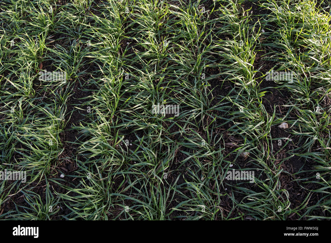 Rows of a winter wheat crop with good aerial growth in late winter ...