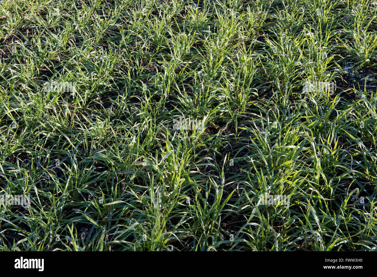 Rows of a winter wheat crop with good aerial growth in late winter ...