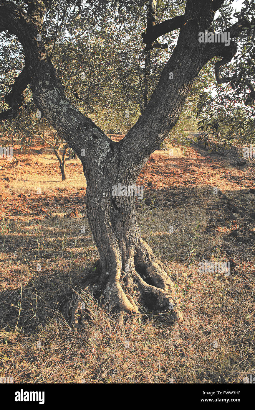 Ancient Olive Tree in South Italy (Puglia Stock Photo - Alamy