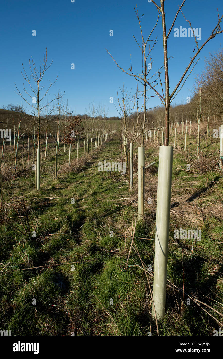 Established woodland hi-res stock photography and images - Alamy