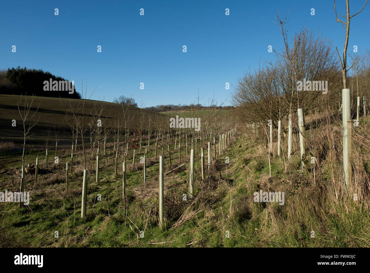 Managed tree plantation hi-res stock photography and images - Alamy