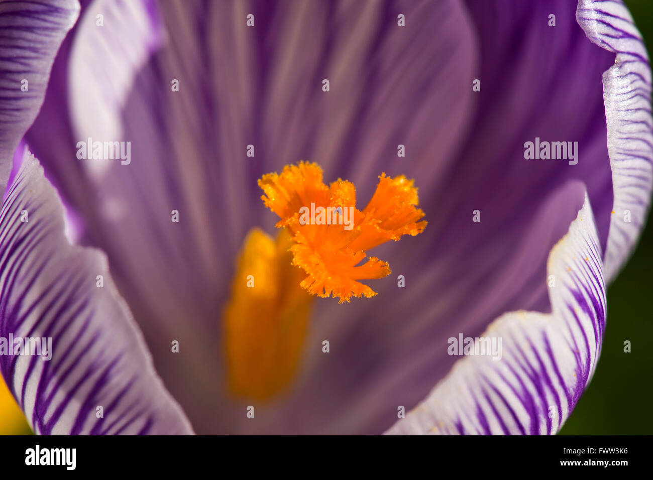Structure of the flower perianth hi-res stock photography and images ...