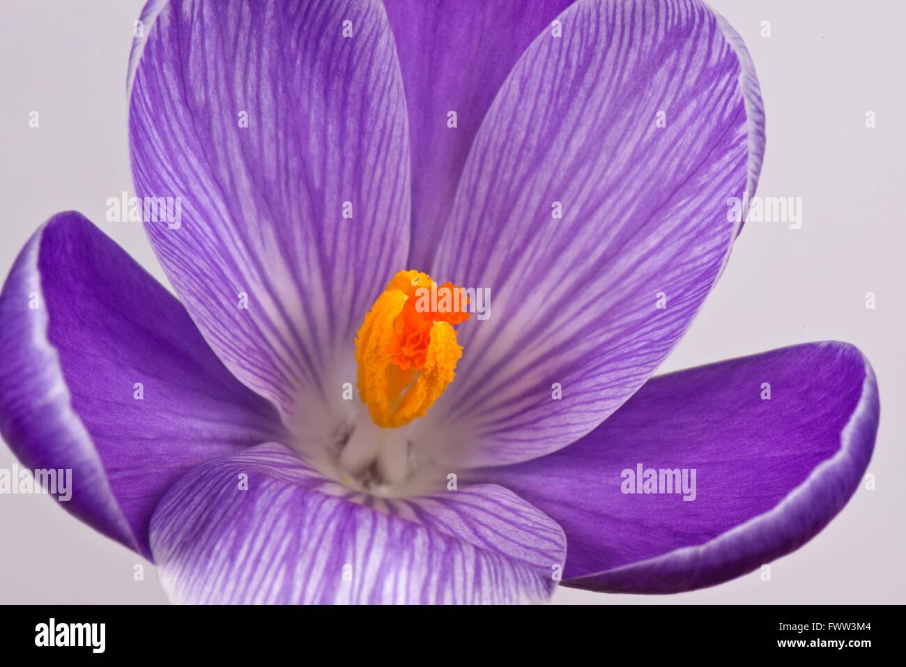 Purple Crocus Stock Photos & Purple Crocus Stock Images - Alamy