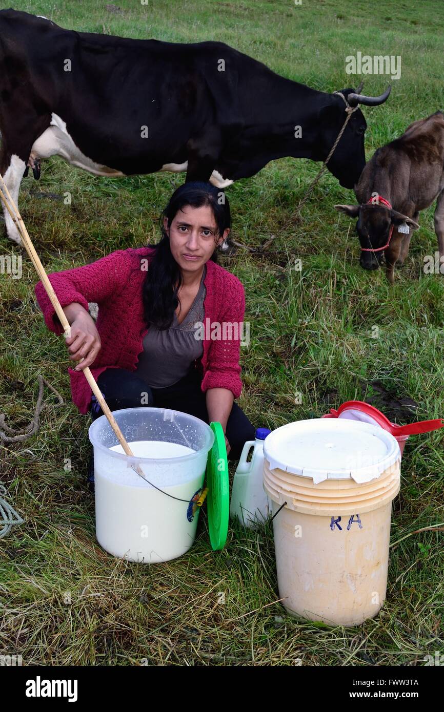 Curdling Milking for elaboration of traditional cheese in Sapalache ...
