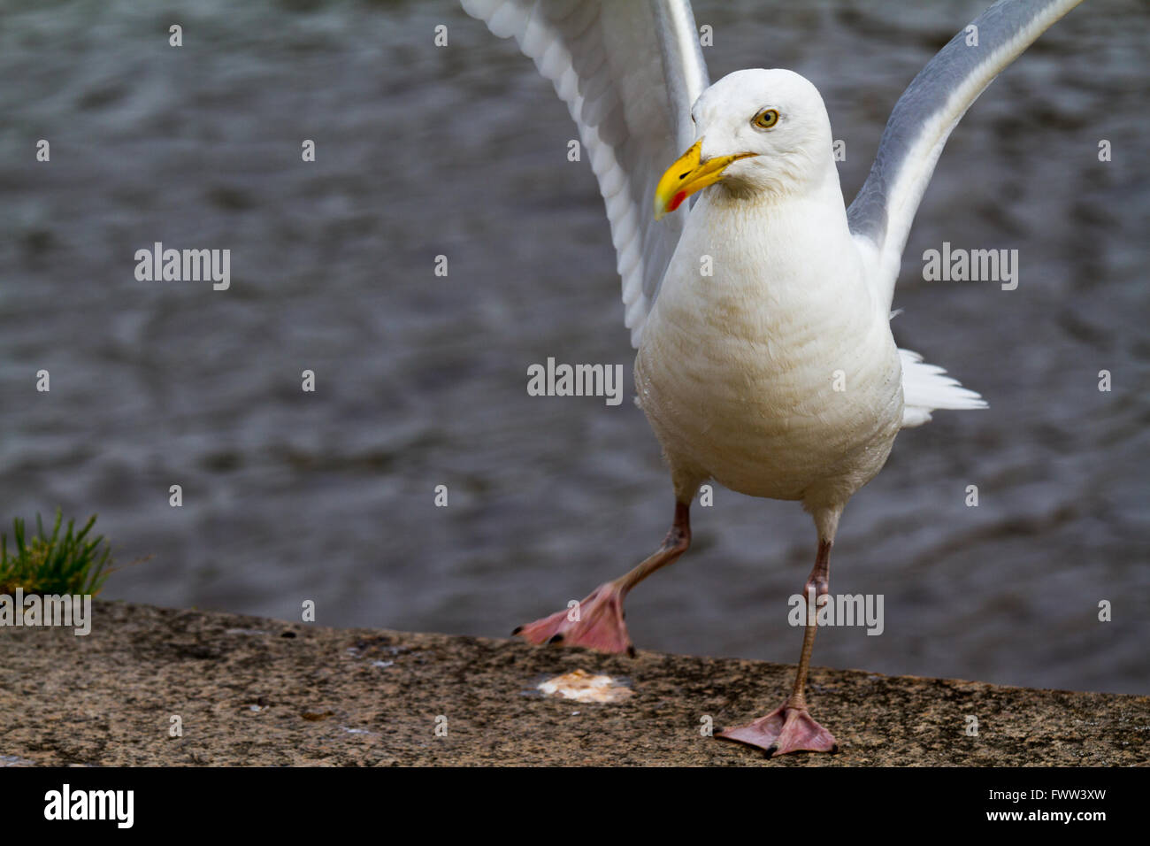 Birds in the Harbour of husum Stock Photo - Alamy